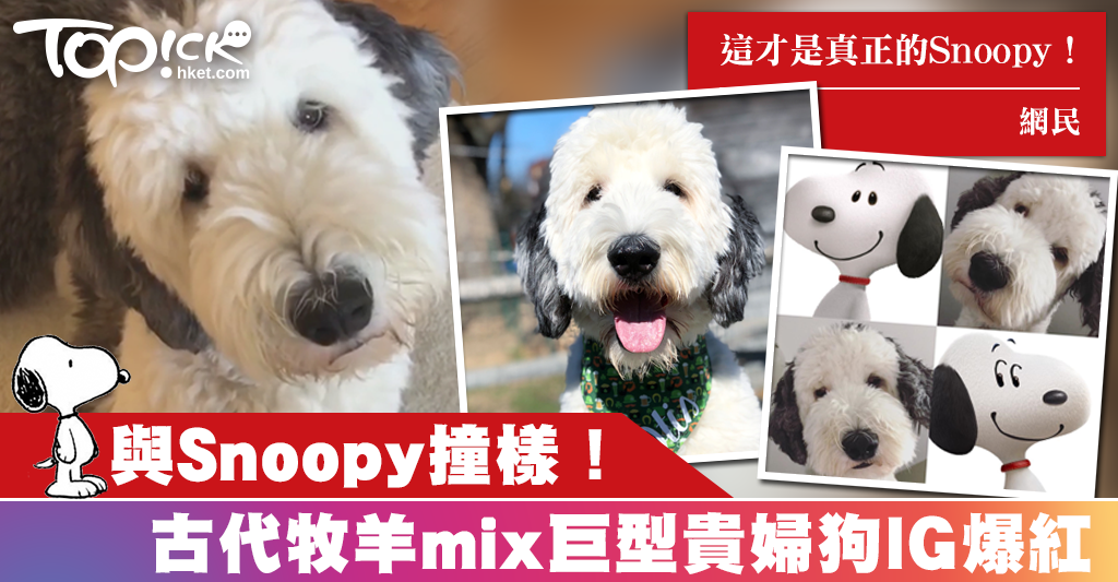 古代牧羊mix巨型貴婦狗與Snoopy撞樣 網民：這才是真正的Snoopy - 香港經濟日報 - TOPick - 休閒消費 - D181224