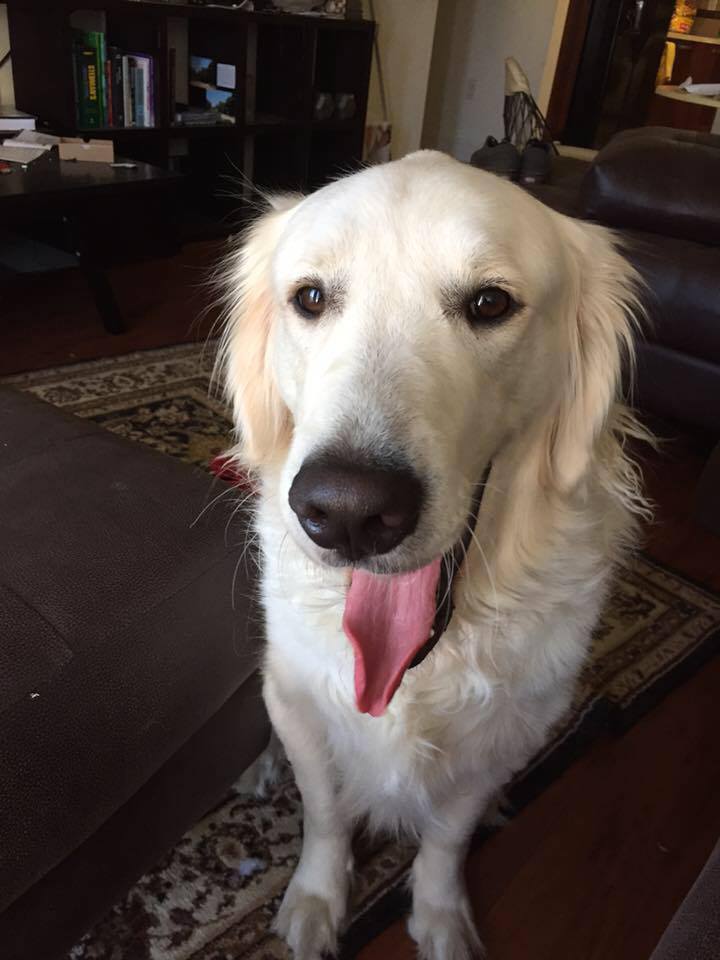 一輩子為治癒精神病人服務 躁鬱主人狠斬金毛犬100刀棄屍垃圾桶 - 香港經濟日報 - TOPick - 休閒消費 - D190304