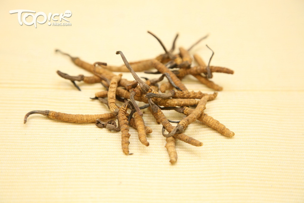 【冬蟲草】中醫拆解冬蟲夏草、蟲草花不同功效 蟲草大王陳恩德教揀靚蟲草