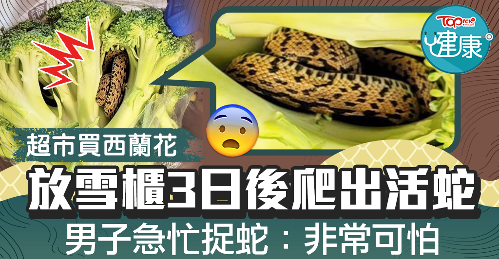 【食用安全】超市買西蘭花放雪櫃3日爬出活蛇 男子急忙捉蛇：非常可怕