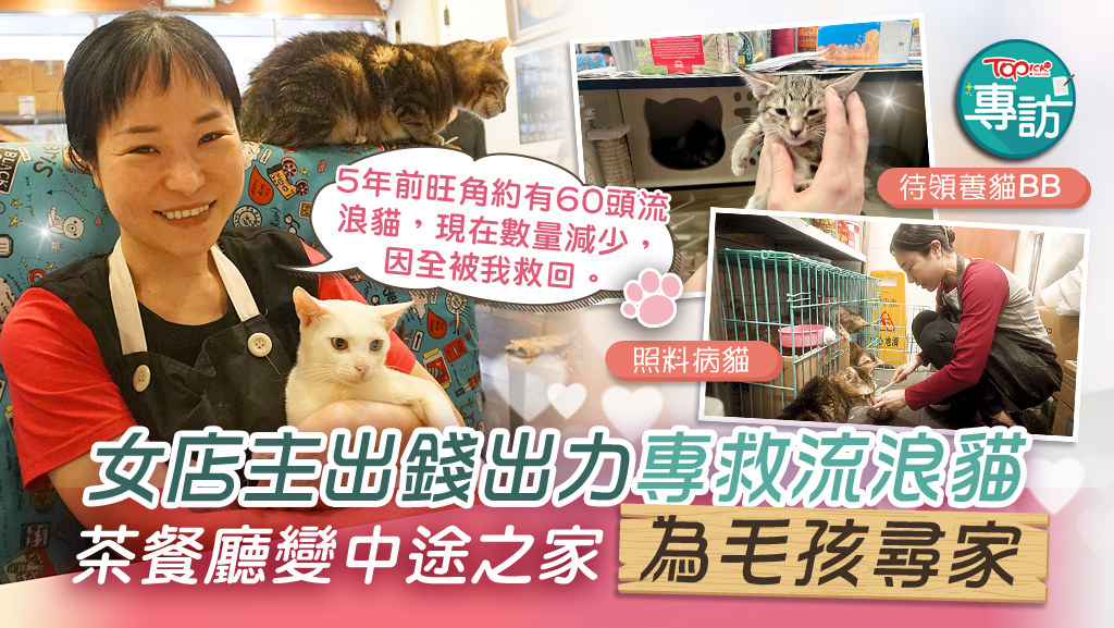 【他和她的喵店長】茶餐廳變毛孩中途之家 老闆娘出錢出力5年救貓近百隻