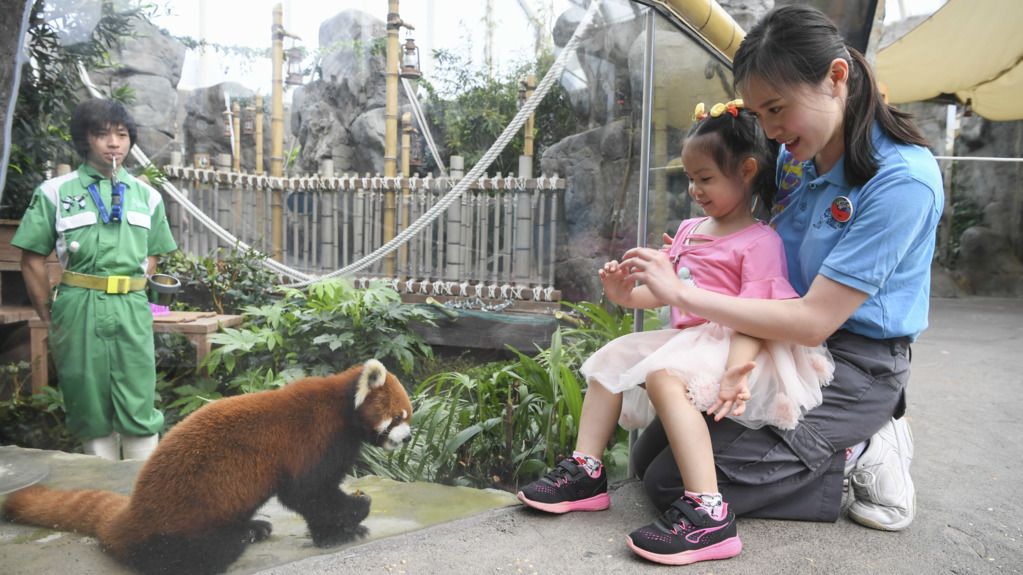 【熊貓】海洋公園與四川簽訂合作協議 將有新一批小熊貓來港