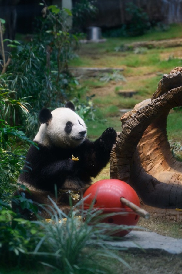 熊貓經濟｜海洋公園推新IP「Panda Things!」 6大熊貓角色園內登場