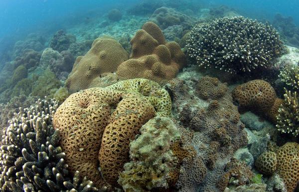 生態保育｜香港首個入選全國美麗海灣 大鵬灣水質達標率達100%獲評水清灘淨