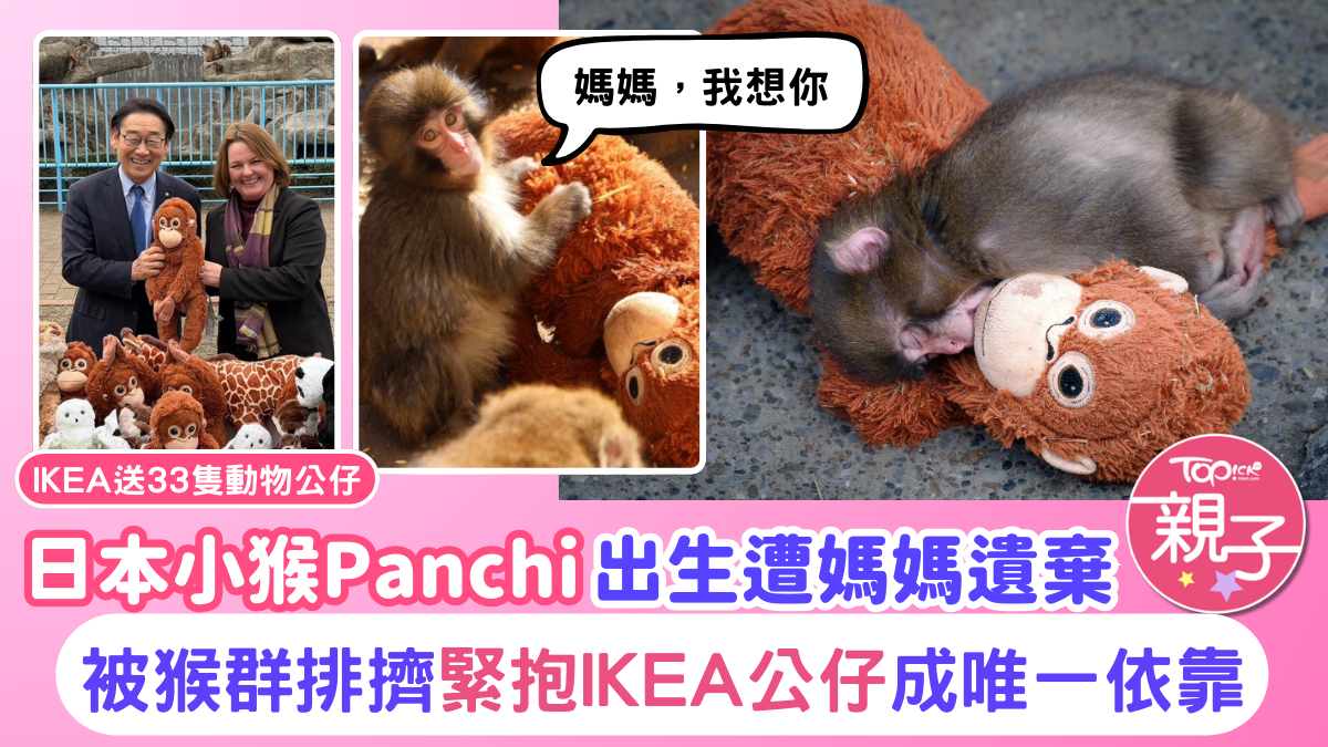 Panchi猴子｜出生遭媽媽遺棄被猴群排擠 日本小猴Panchi緊抱IKEA公仔成唯一依靠